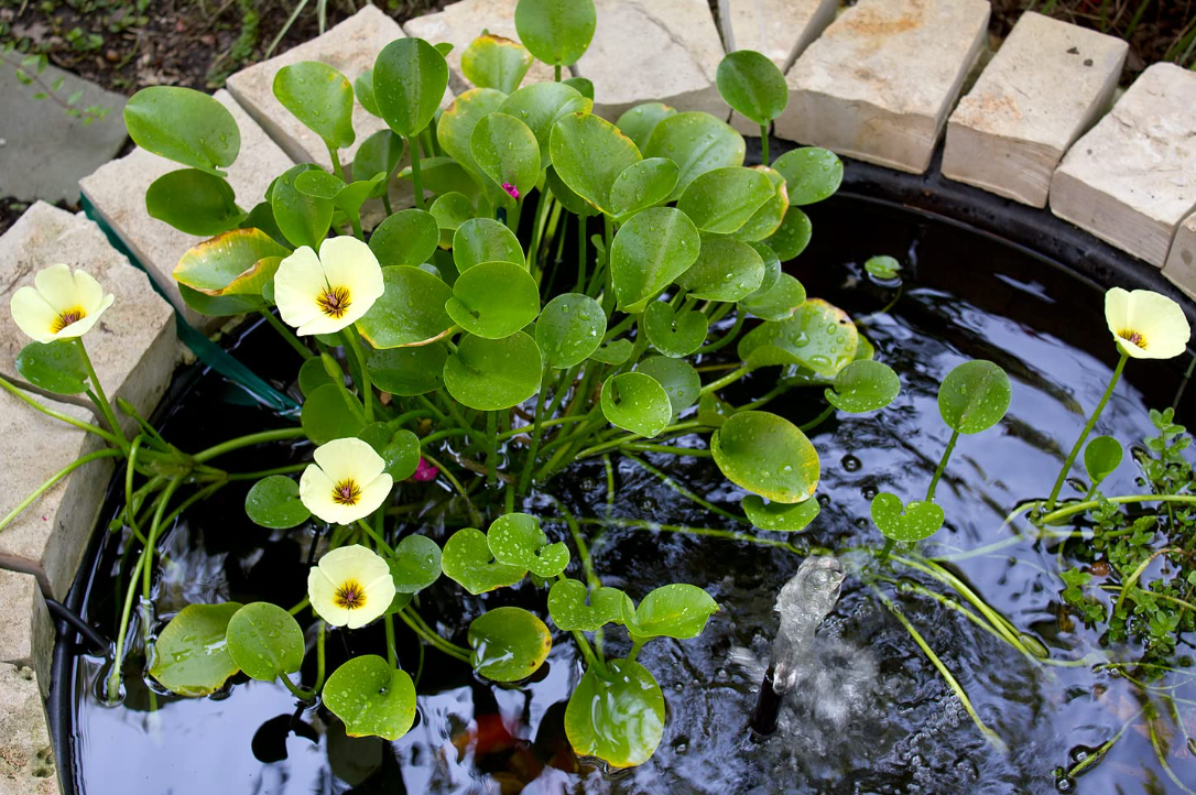 Water Poppy – Surface Floating Plant – Killer Aquatic