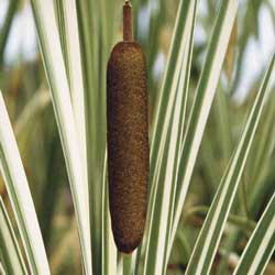 Variegated Cattail – Marginal Plant – Killer Aquatic